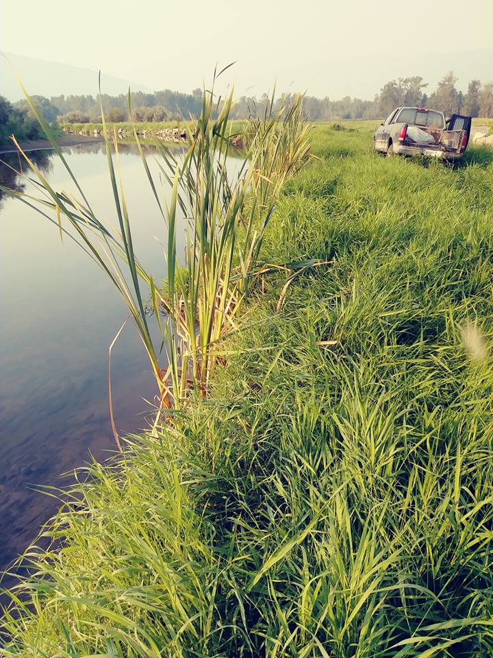 Bulrush Transplanting – Pleasant Valley Wetland Heritage Park