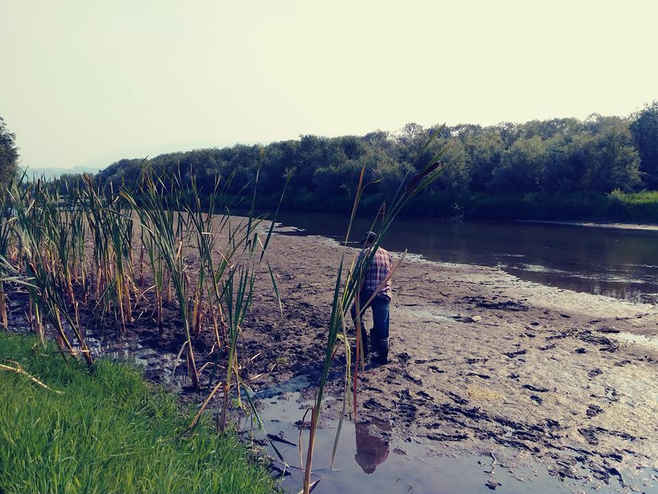 Bulrush Transplanting – Pleasant Valley Wetland Heritage Park
