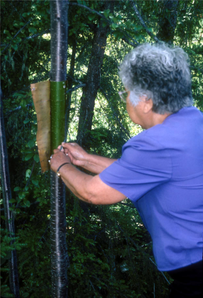 Pin Cherry – Pleasant Valley Wetland Heritage Park