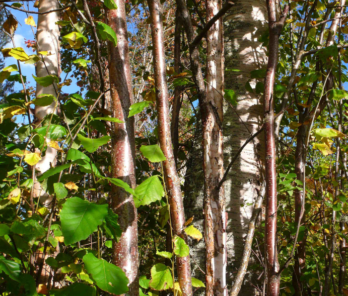 Paper or White Birch – Pleasant Valley Wetland Heritage Park