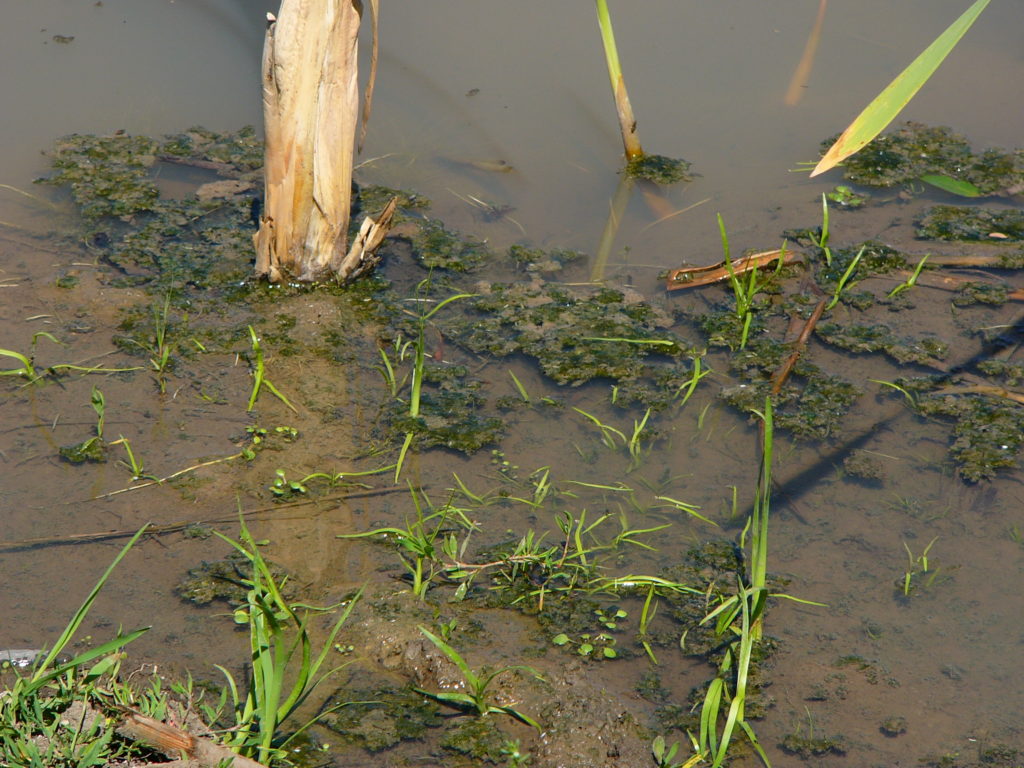Wetland Monitoring – Pleasant Valley Wetland Heritage Park