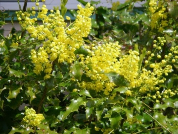 Tall Oregon Grape – Pleasant Valley Wetland Heritage Park