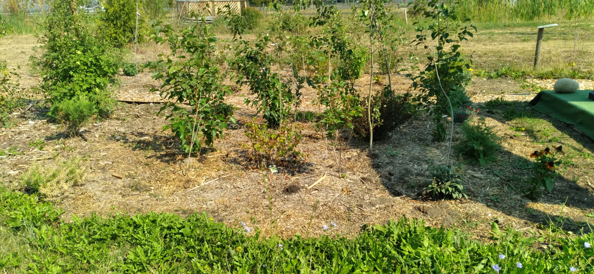 Miyawaki Mini Forests are thriving at the Park – Pleasant Valley ...